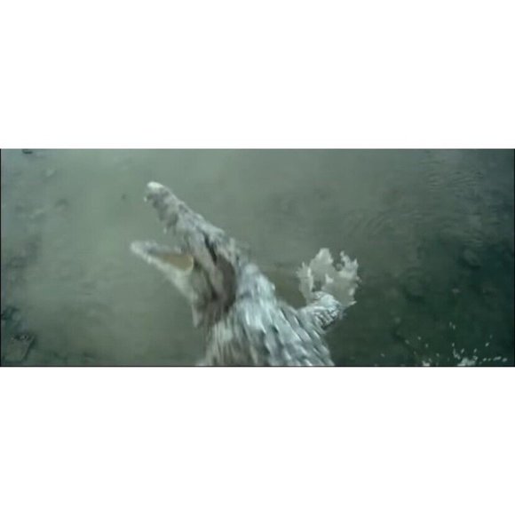 Media | Croczilla Dvd Plus 4 Bonus Movies | Poshmark